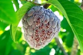 Jungle Jim's Purple Sugar Apple Trees (Annona Squamosa) — Crisp Farms
