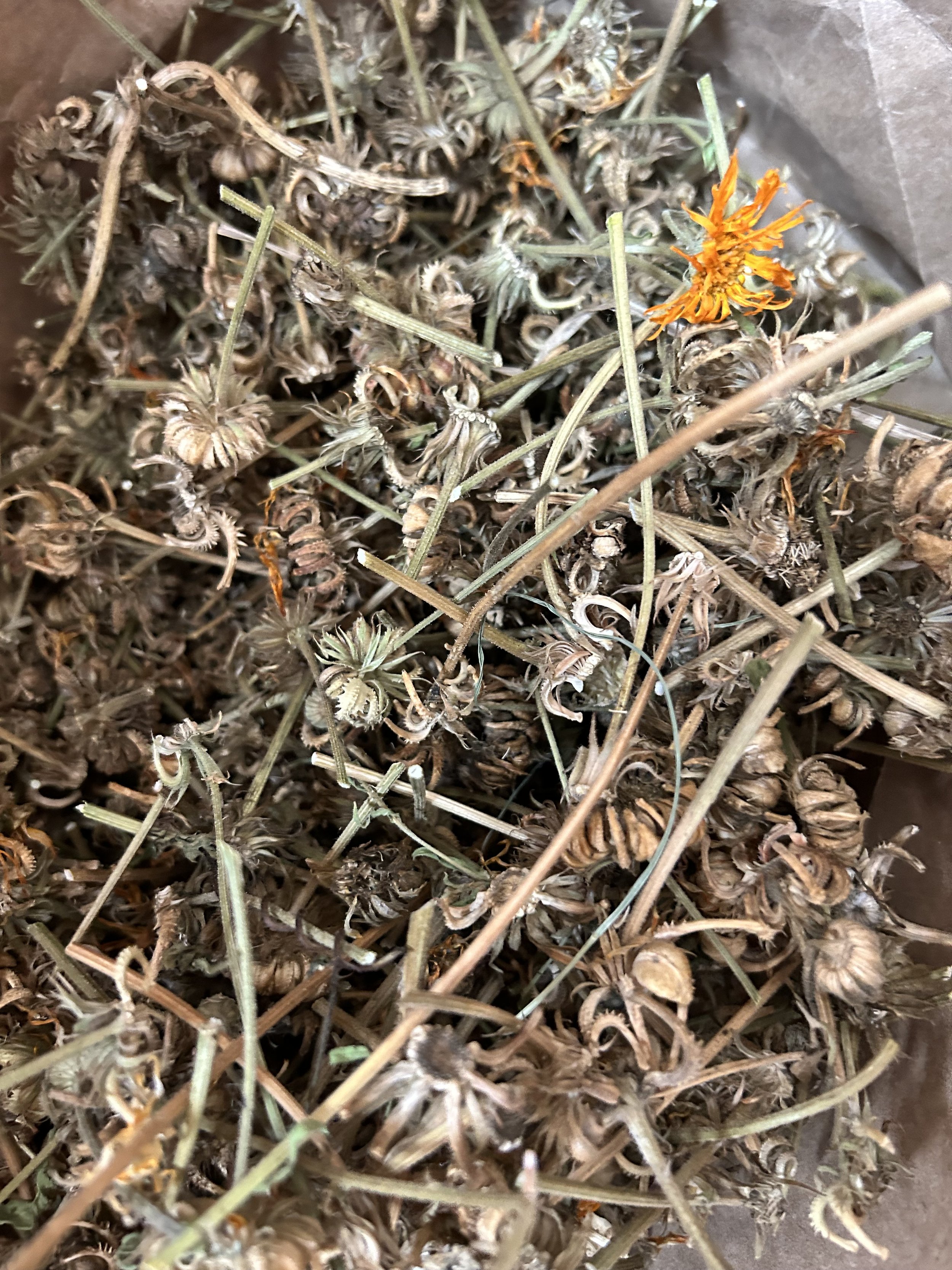 Calendula Seeds — CRISP