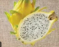 Isis Yellow Dragonfruit — CRISP