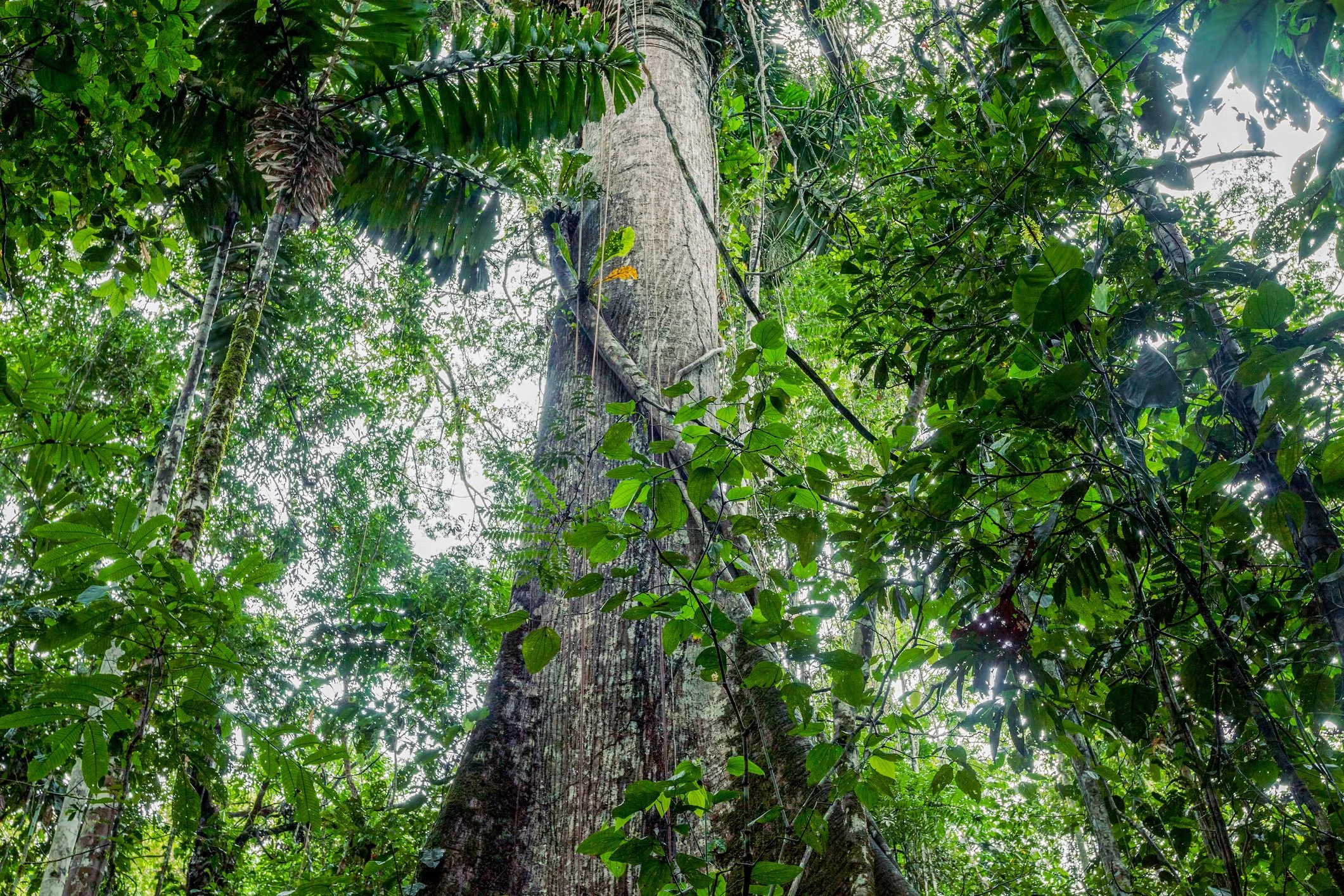 What is Ayahuasca? — The Etheridge Foundation