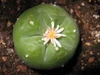 What is Peyote? — The Etheridge Foundation