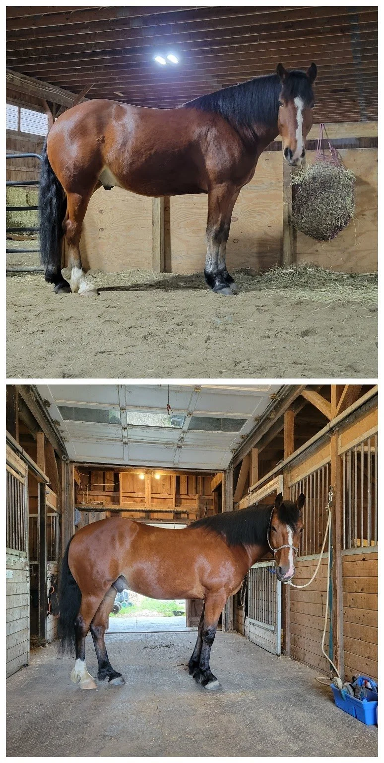 What to expect from your horse’s first EFIT session — Actuality Equine