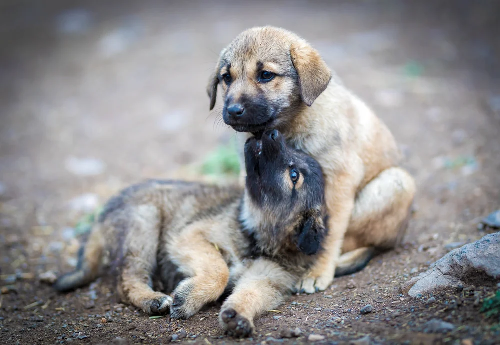 Rez Dog Rescue of Montana