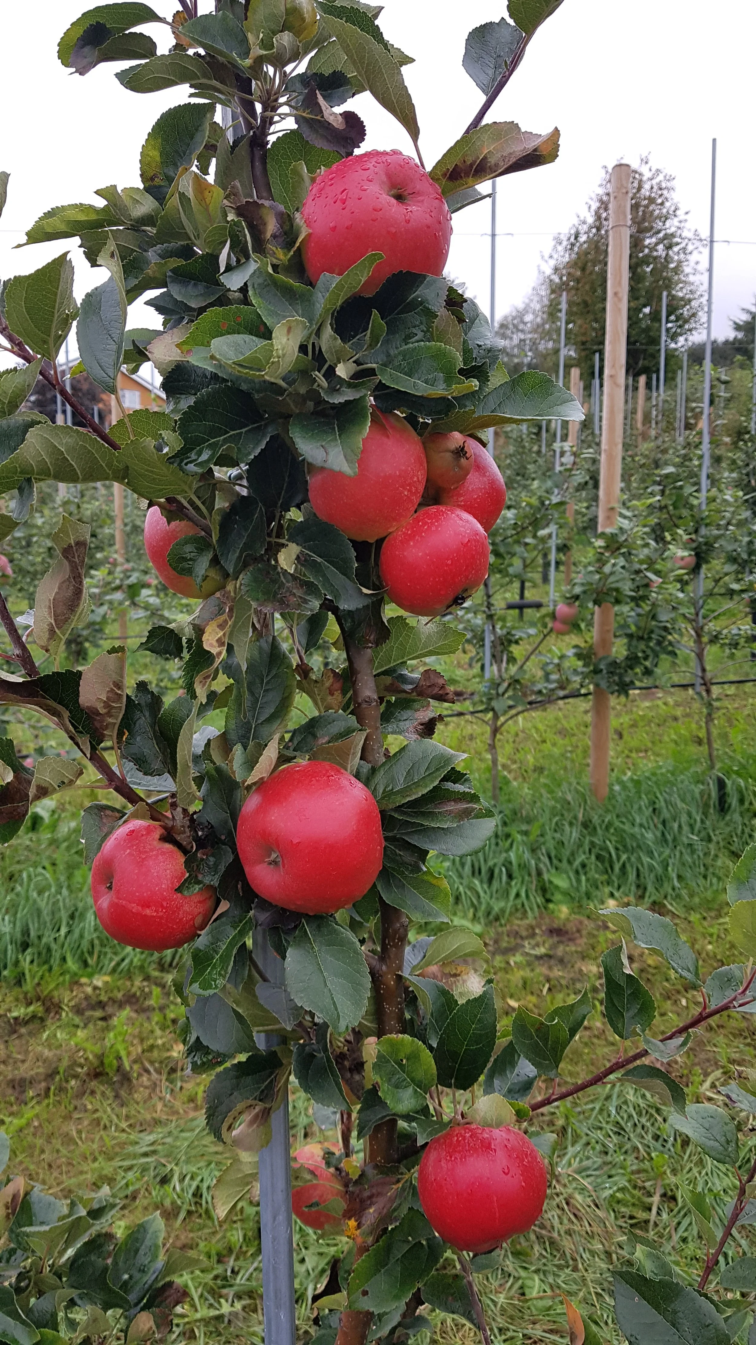 Produkter — Reina fruktgård