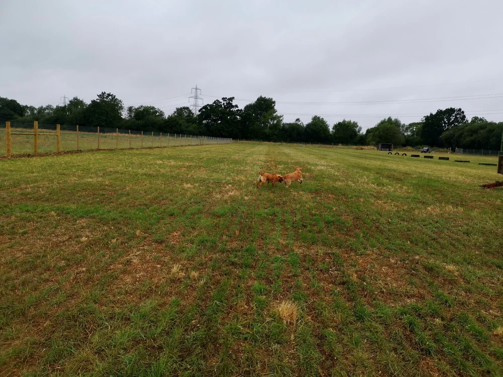 Secure Dog Walking Field Witney Oxfordshire — floreys field