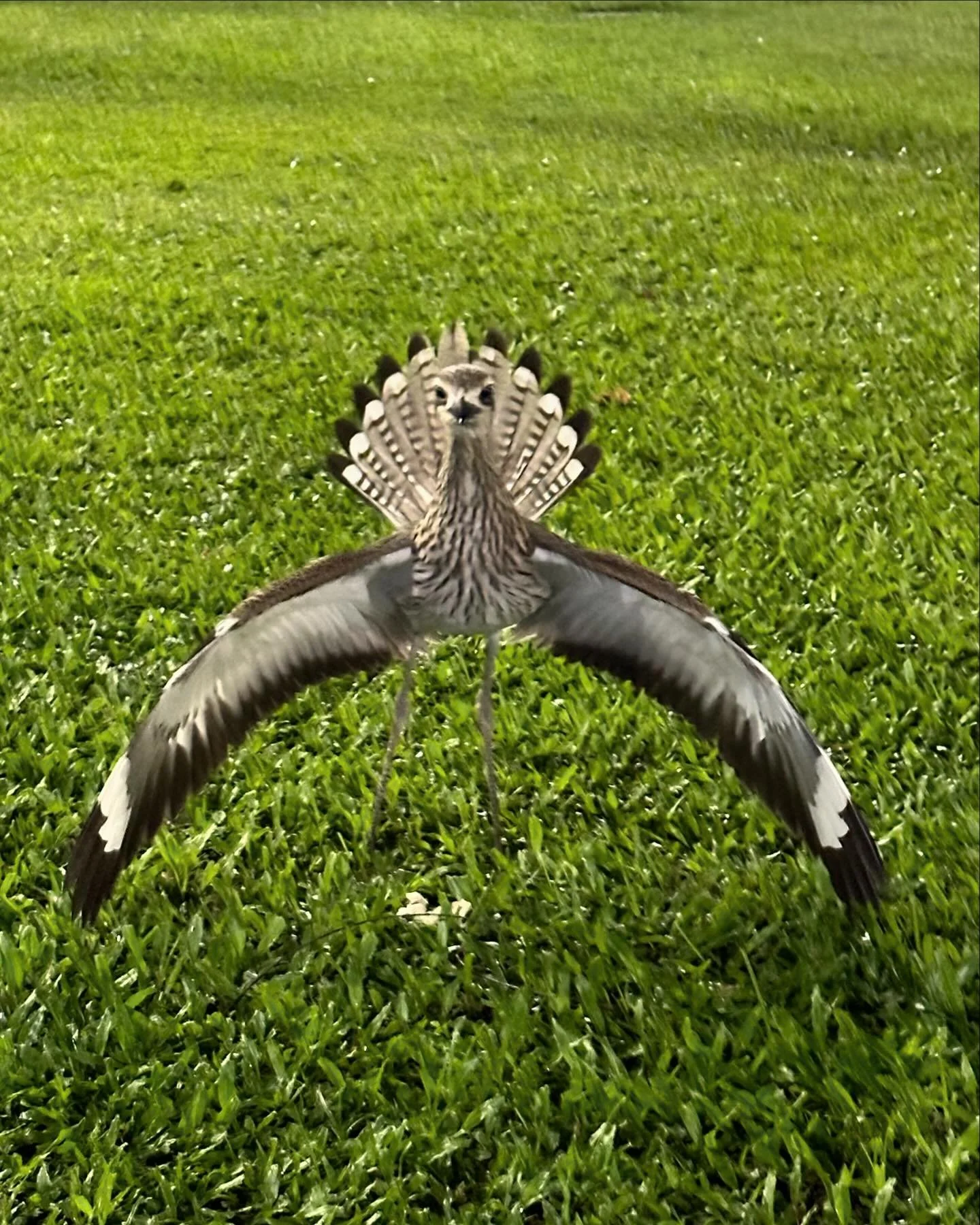 Curlew Ridge Farms | Flower Farm Woodford