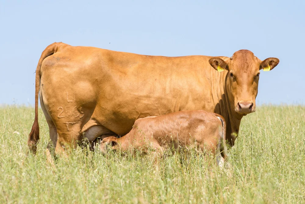 Associação Brasileira de Criadores de Caracu