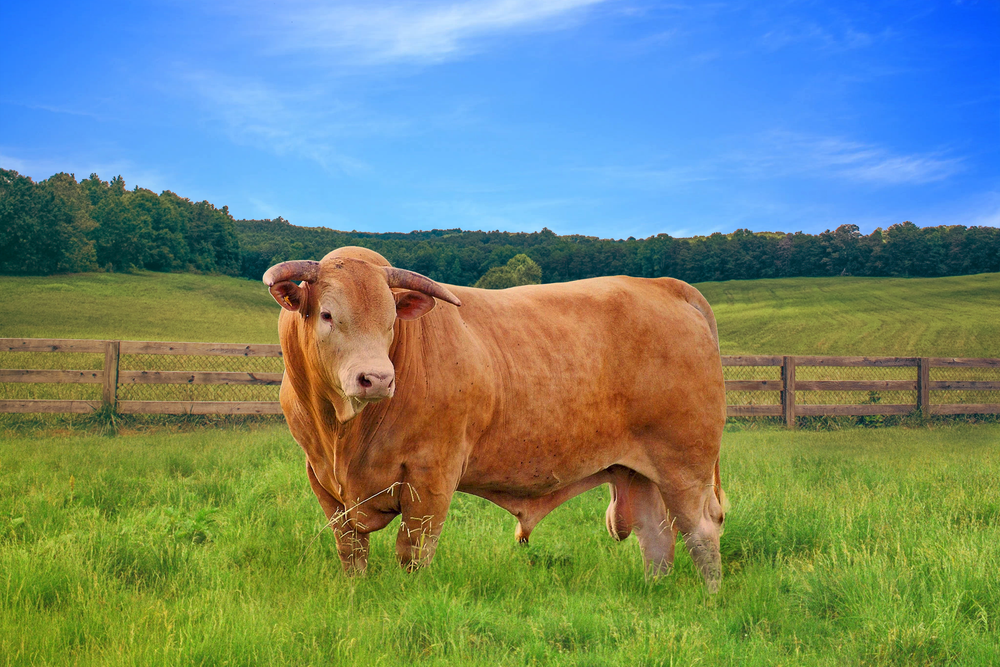Associação Brasileira de Criadores de Caracu
