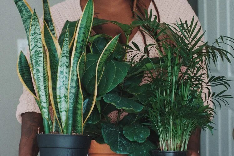 How Indoor Plants Improve Mental Health - Top 5 Plants