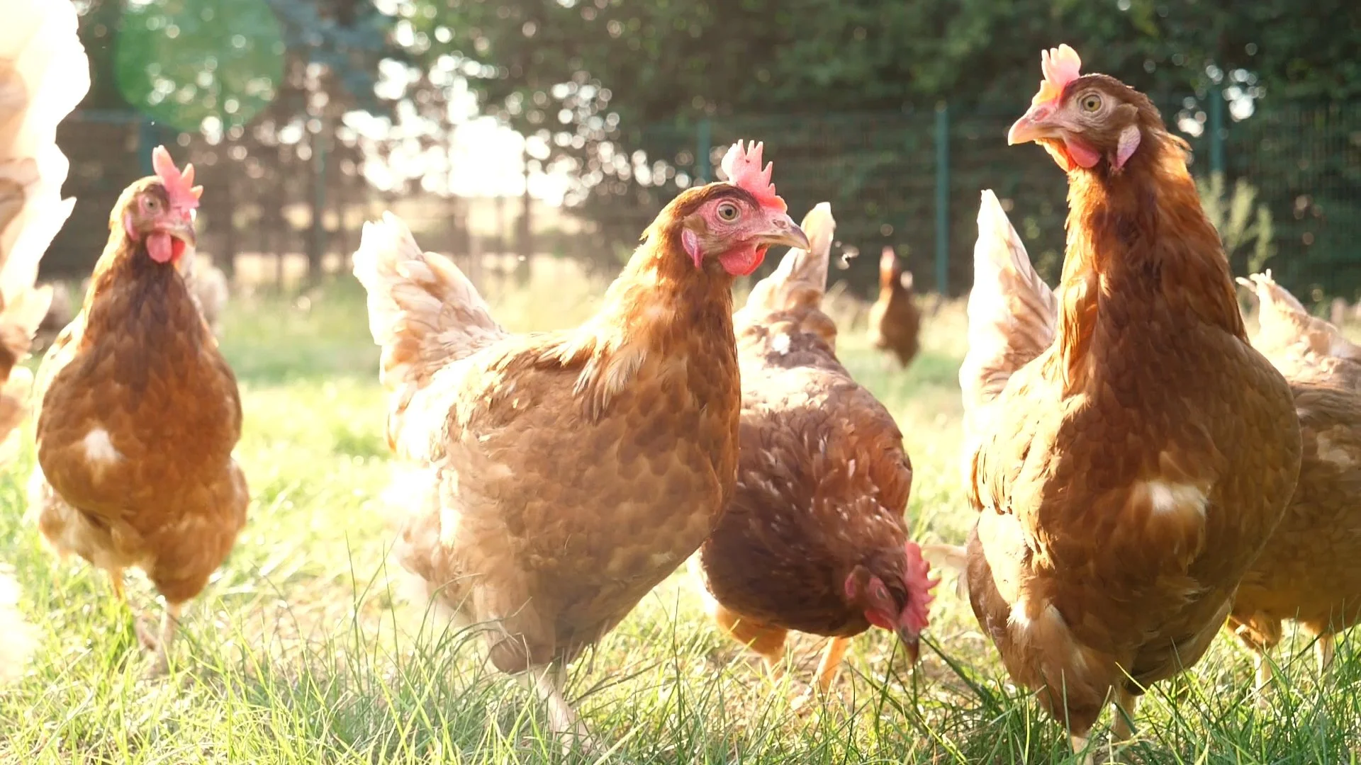 Animal Feed Ingredients K PRO Proteins Fats Oils And Specialty