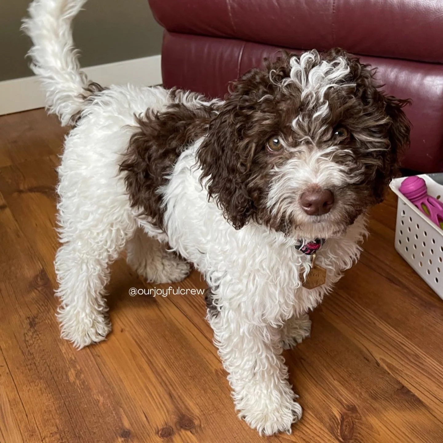 Chocolate Parti Goldendoodle