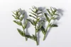 Ahiflower