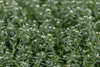 The Science Behind Ahiflower — Ahiflower