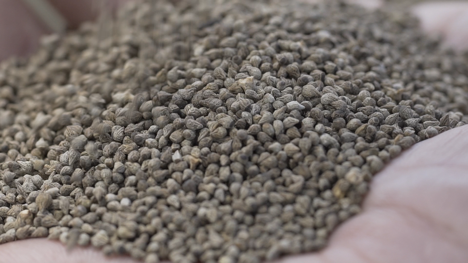 Why Ahiflower — Ahiflower