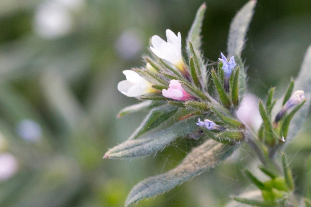 The Science Behind Ahiflower — Ahiflower