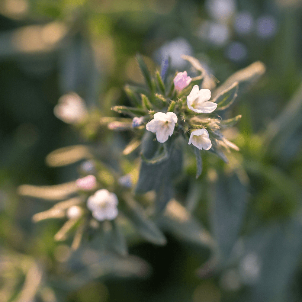 The Science Behind Ahiflower — Ahiflower