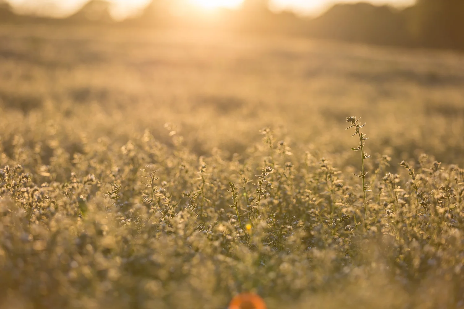 The Science Behind Ahiflower — Ahiflower