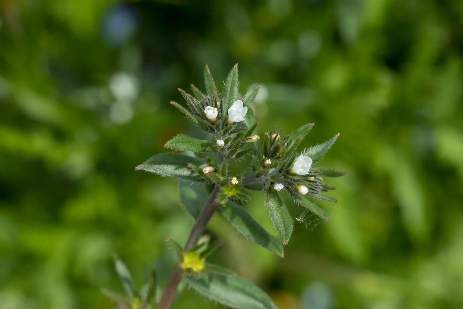 Why Ahiflower — Ahiflower
