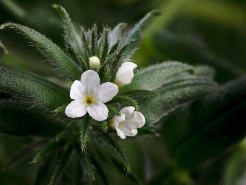 The Science Behind Ahiflower — Ahiflower