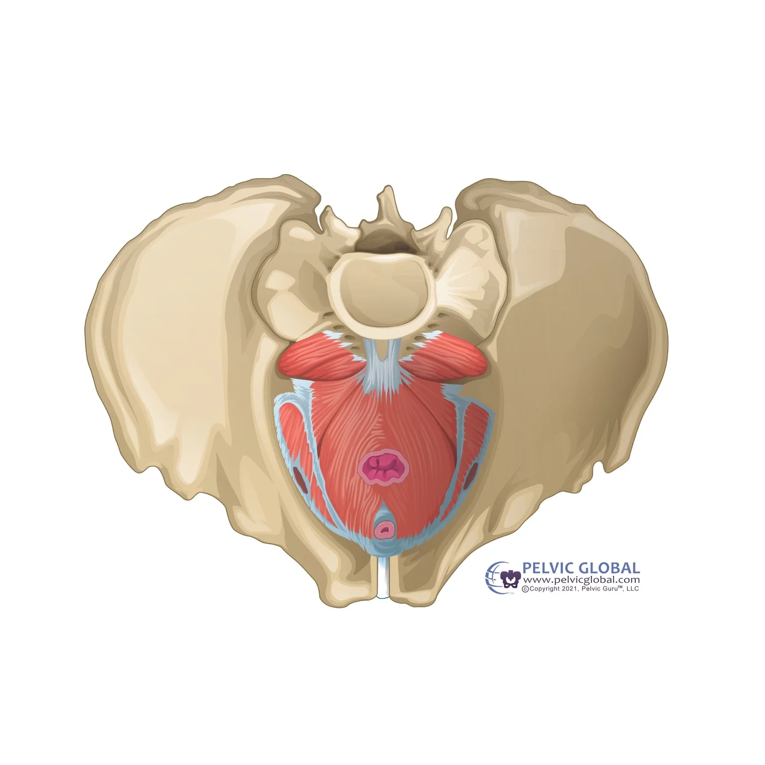 Levator Ani Syndrome How Pelvic Pt Can Help 3910