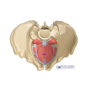 Levator Ani Syndrome: How Pelvic PT Can Help