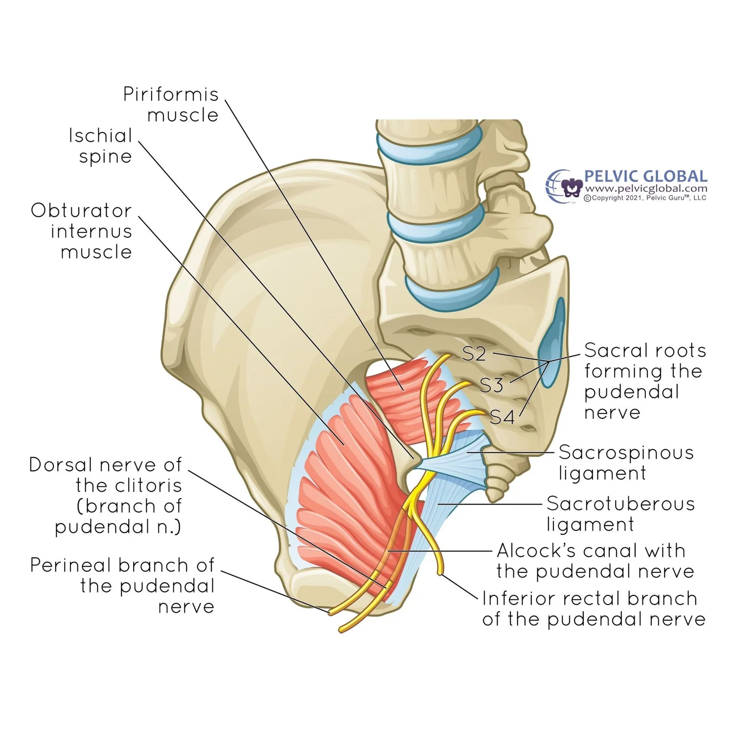 Relieving Pelvic Pain Caused by Constipation: Effective Solutions