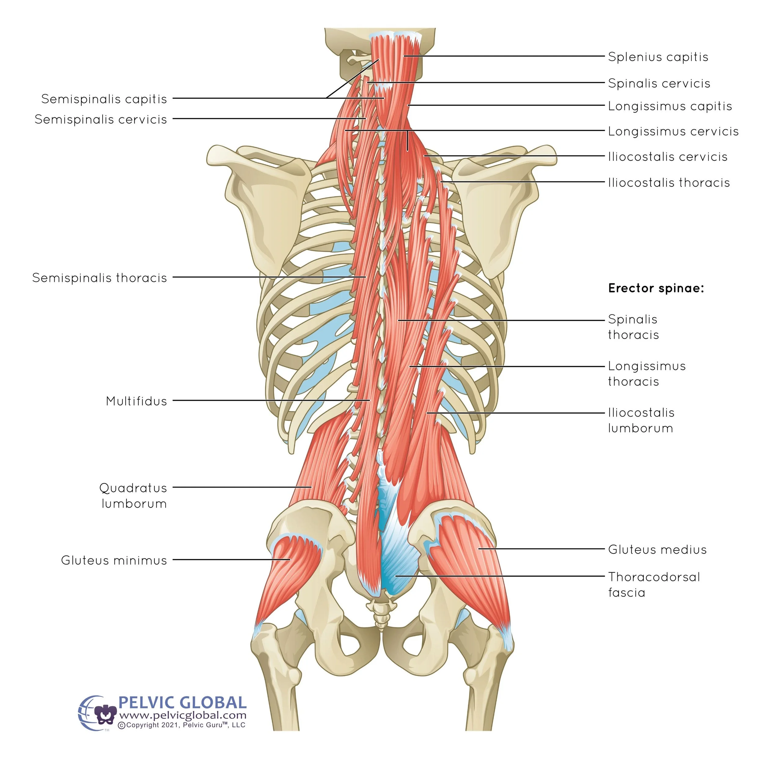Relieve Low Back & SI Joint Pain with Pelvic Physical Therapy