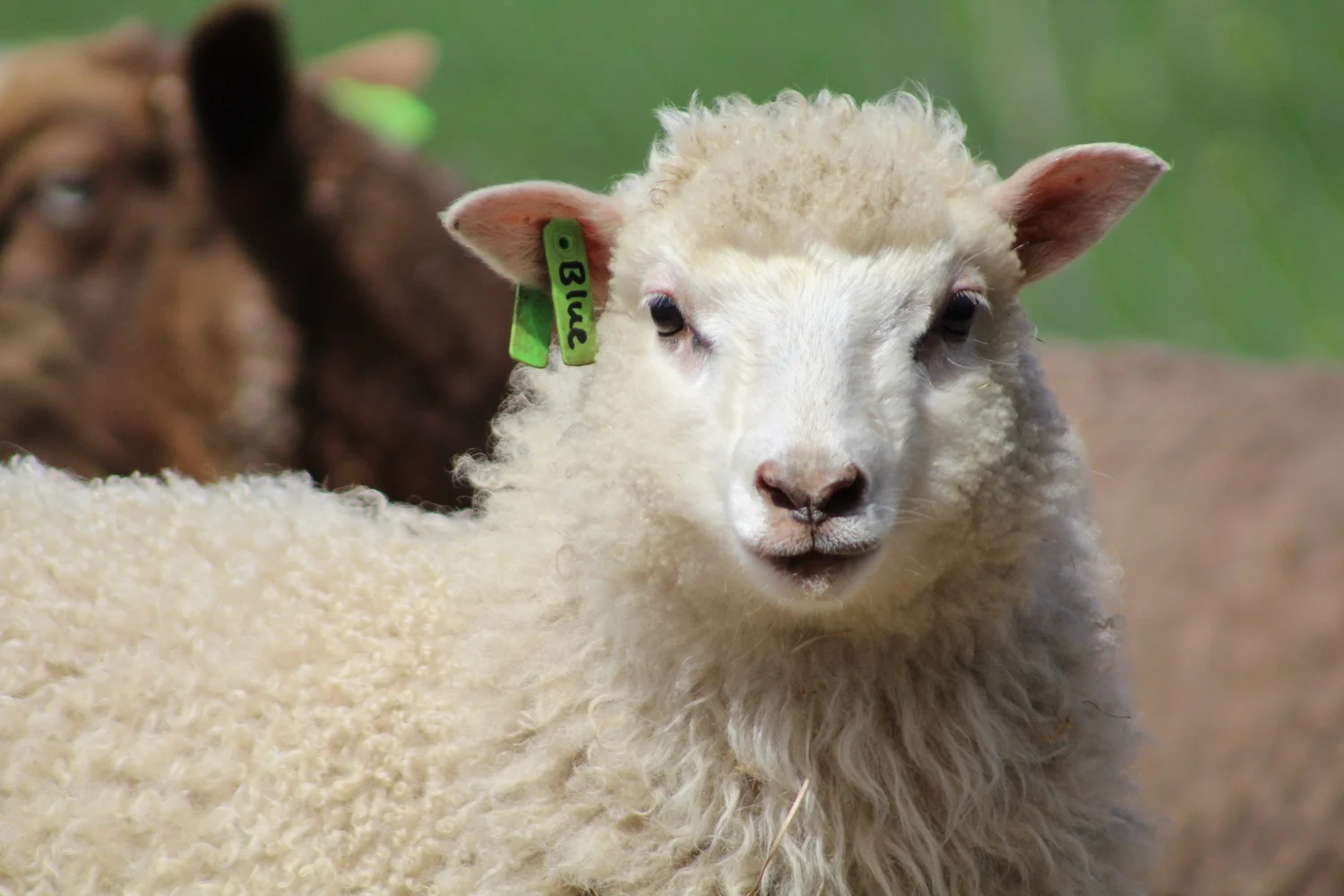 Our Story — Ash Grove Farm