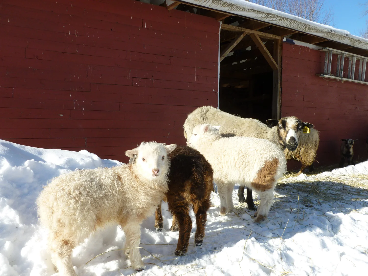 Ash Grove Farm