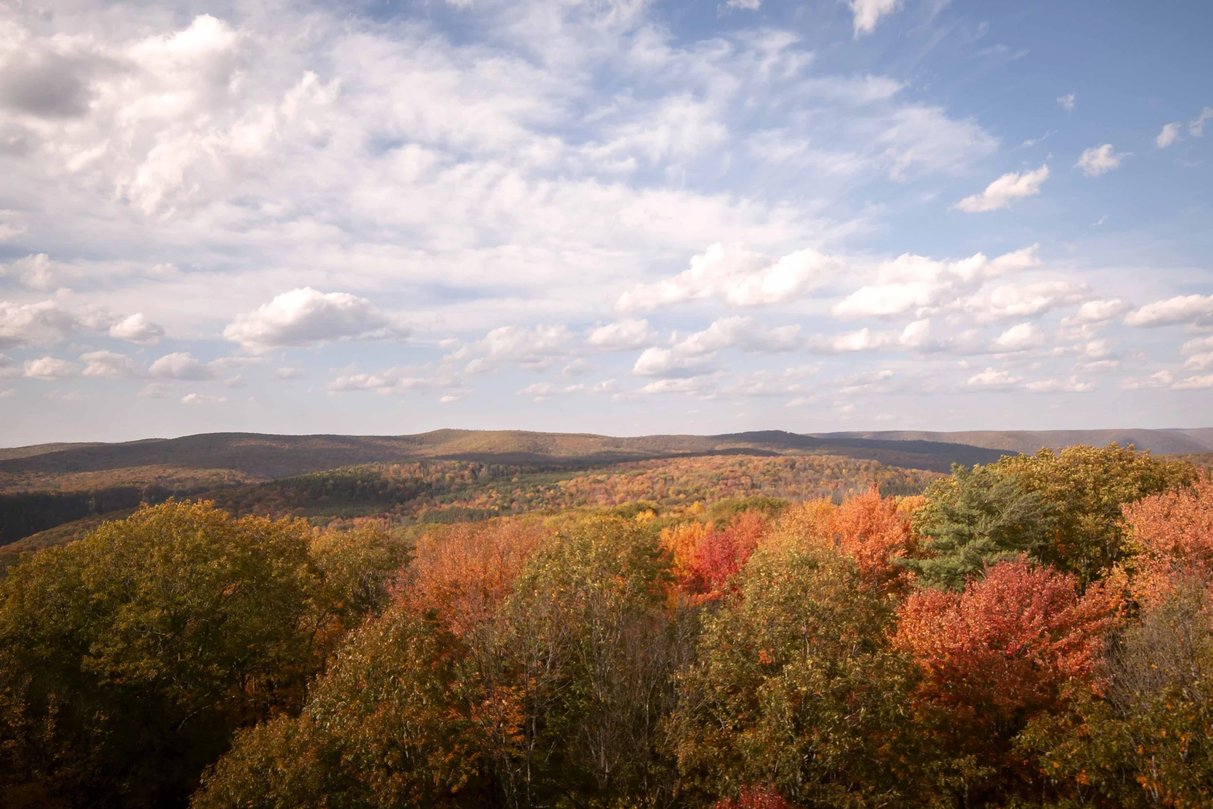Forest Sustainability — Woodland Biomass Innovations - Sustainable ...