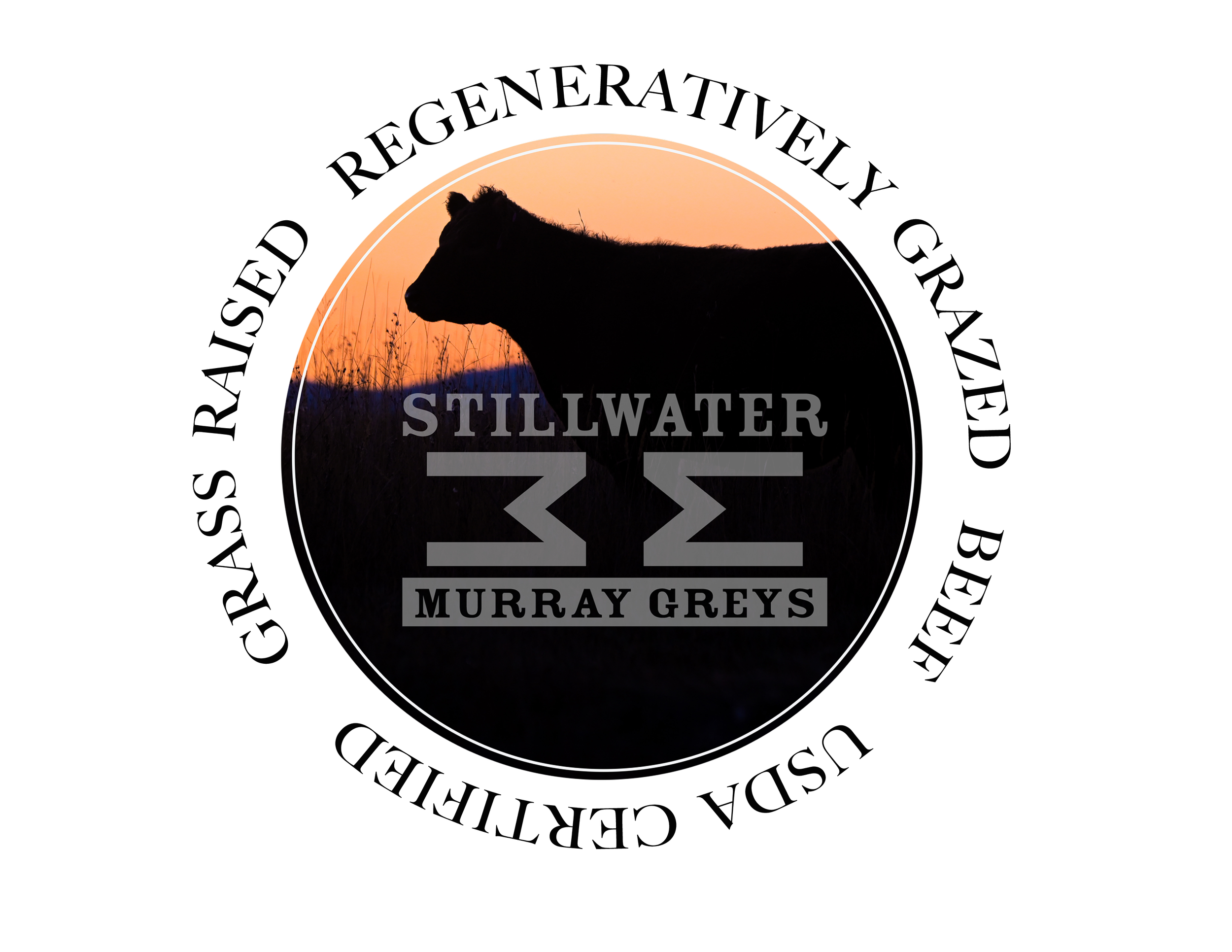 Murray Grey Cattle Stillwater Ranch Montana
