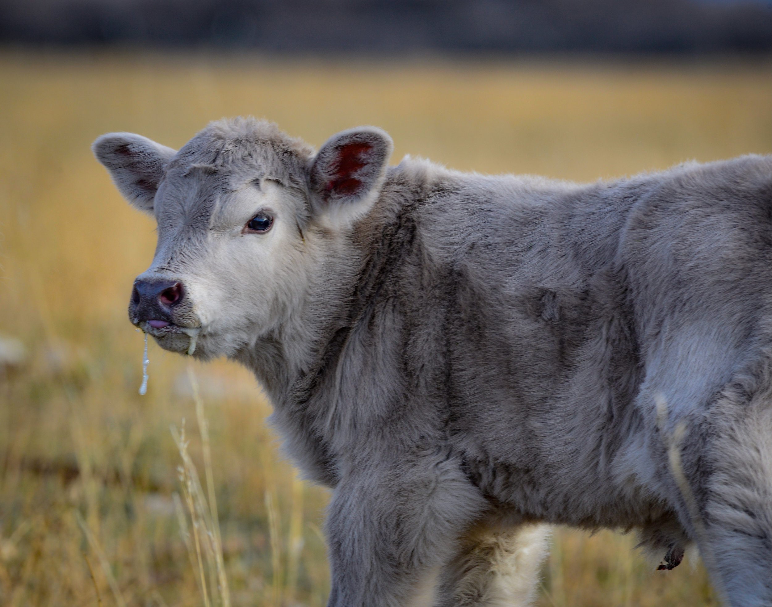 Stillwater Ranch Murray Grey Cattle