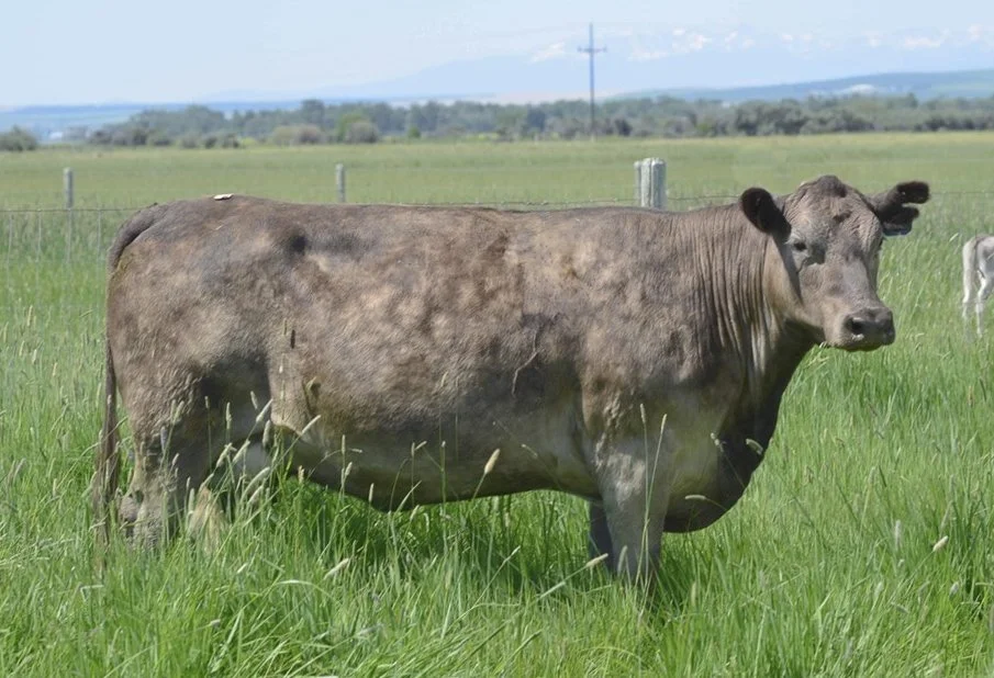 Stillwater Ranch Murray Grey Cattle