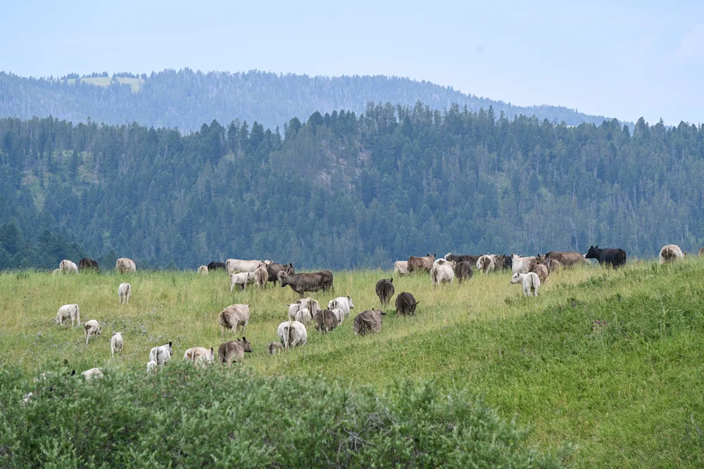 Stillwater Ranch Murray Grey Cattle