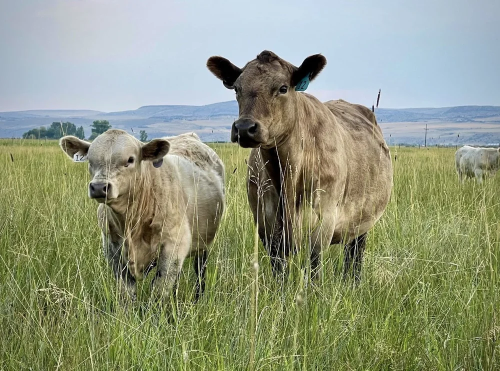 Stillwater Ranch Murray Grey Cattle