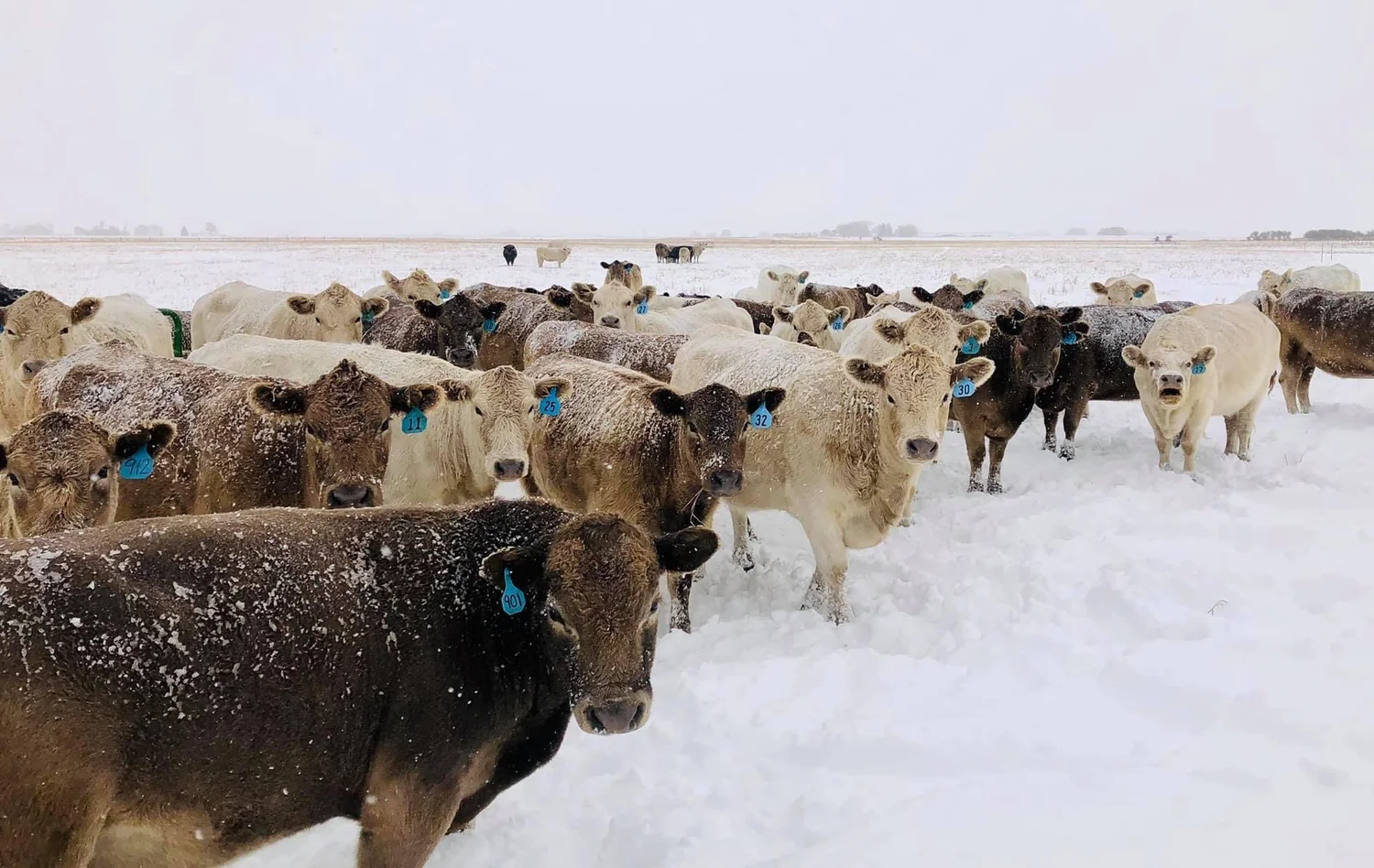 Stillwater Ranch Murray Grey Cattle