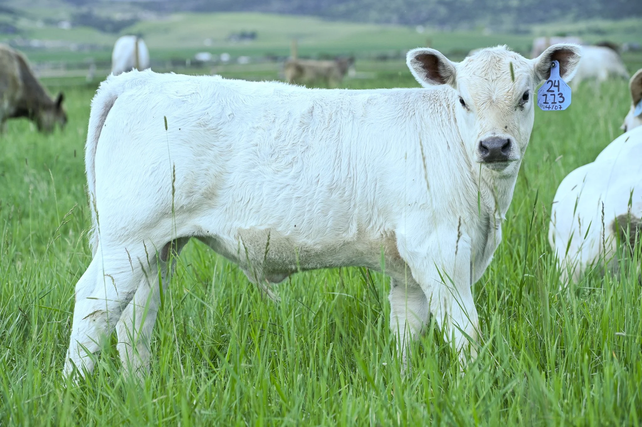 Stillwater Murray Grey Cattle