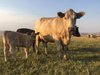 Stillwater Ranch Murray Grey Cattle