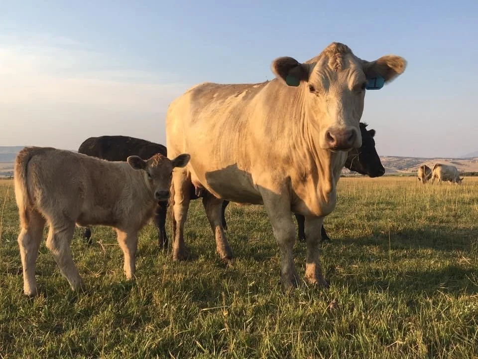Stillwater Ranch Murray Grey Cattle