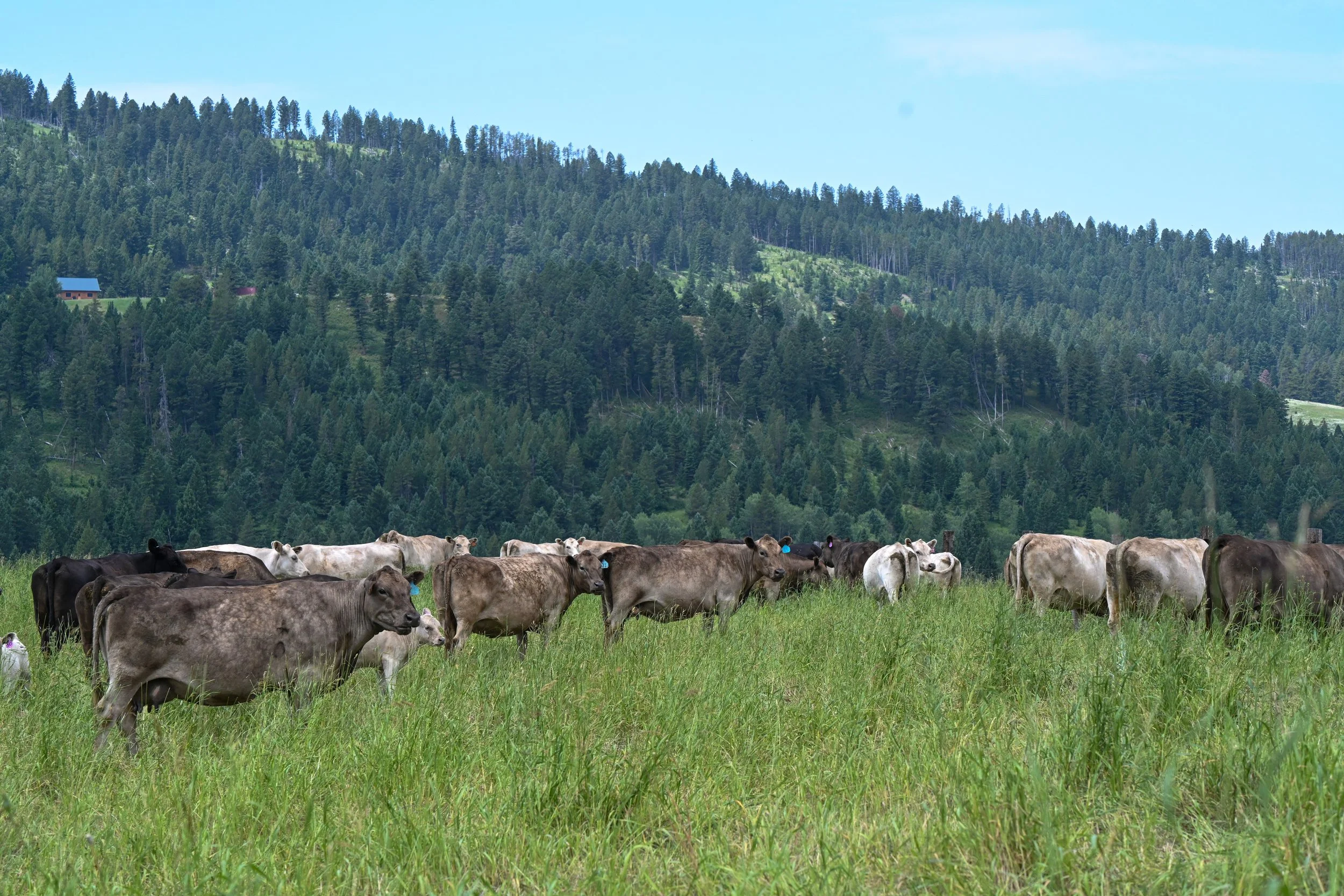 Murray Grey Cattle Stillwater Ranch Montana