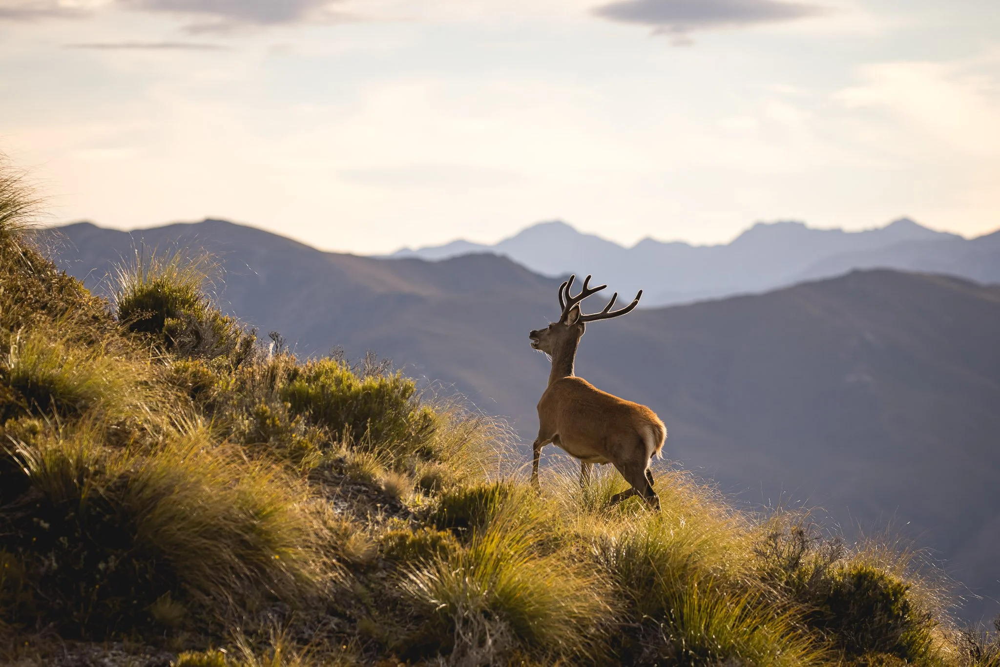 Alpine Deer Group Website