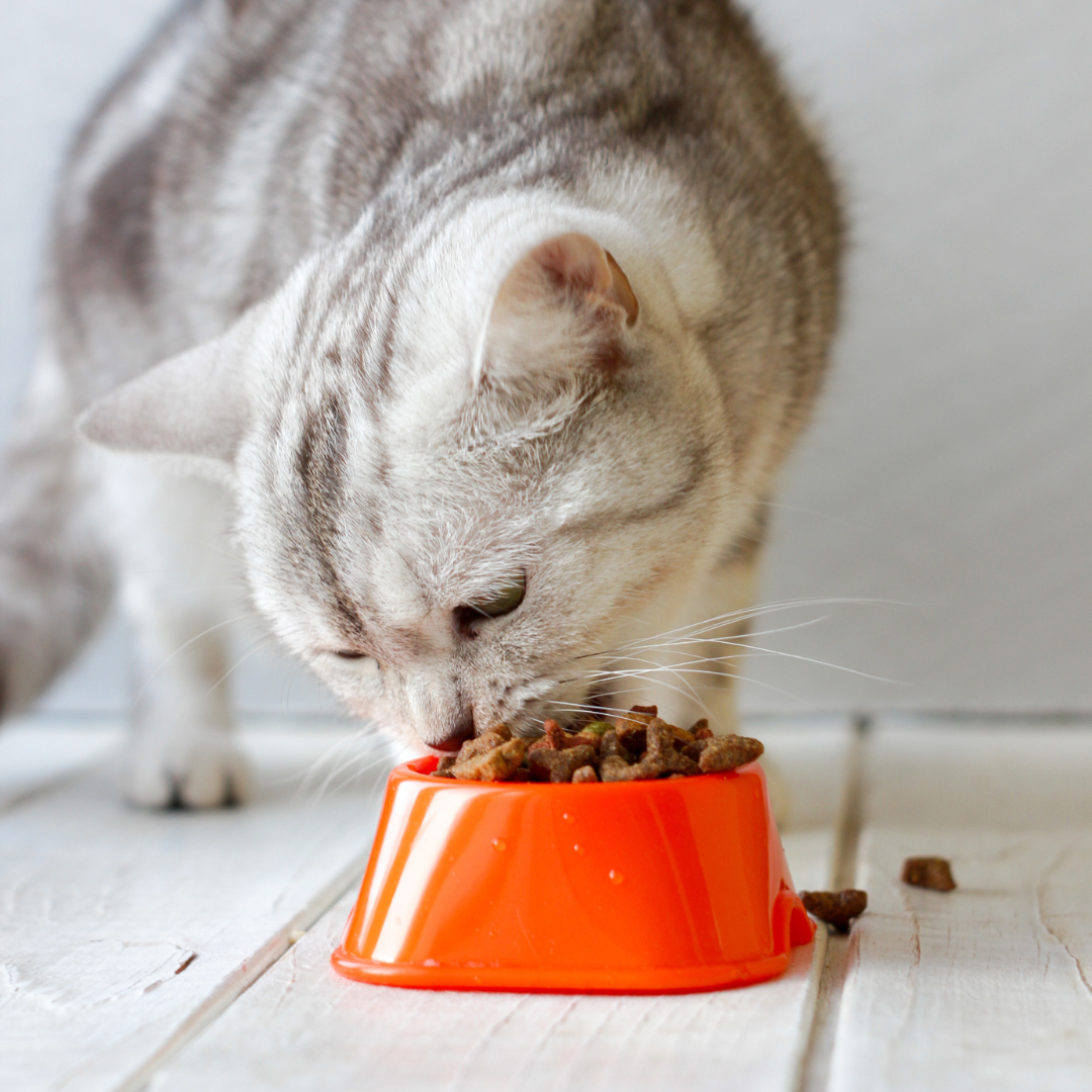 Corn in Pet Food — Fueled By Corn