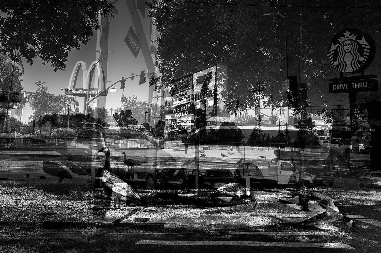 Stripped — Stella S Lee