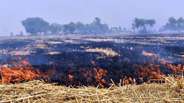 Farmed Carbon