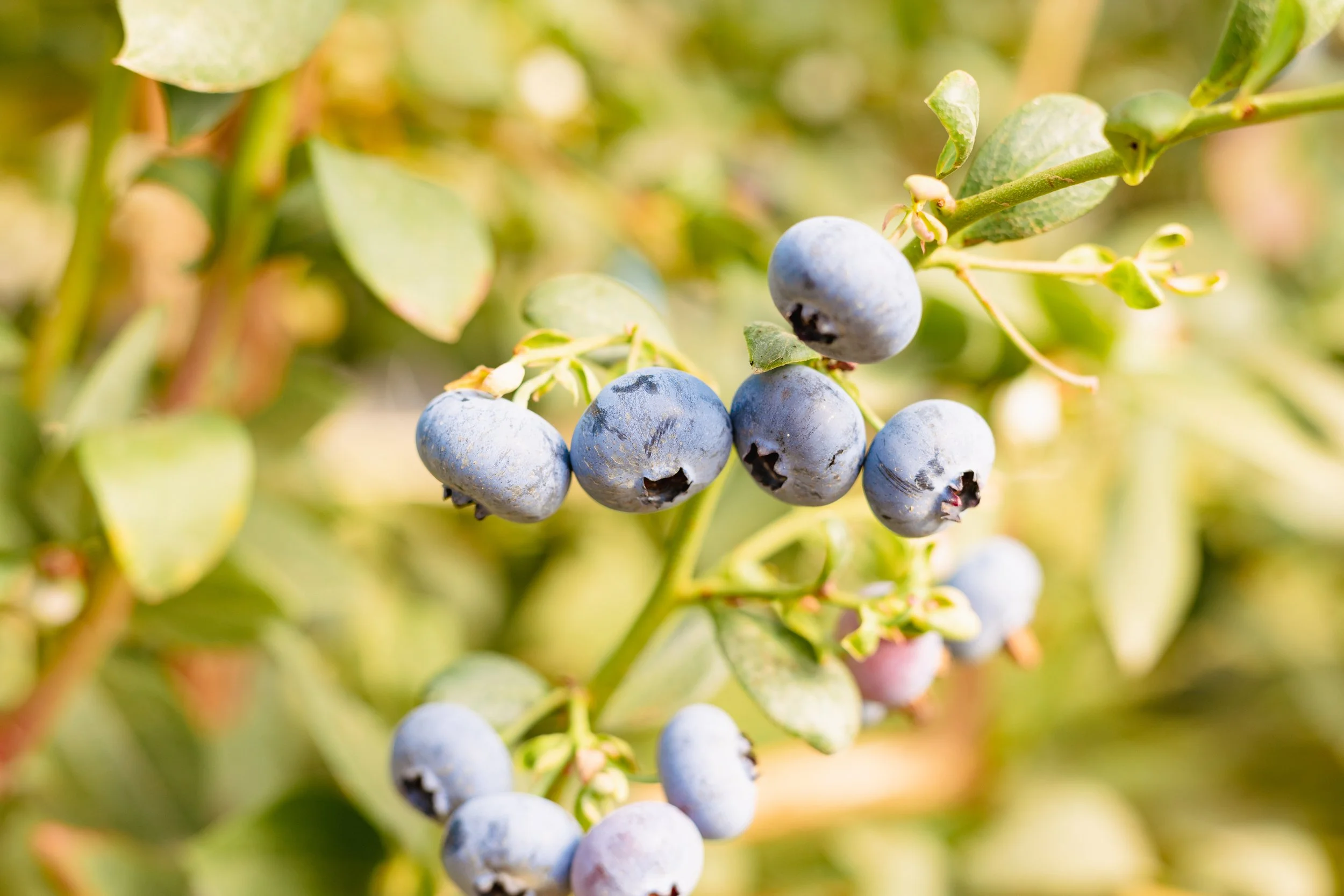 Our Story — Eureka Blueberries