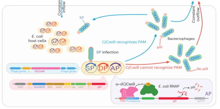 Directed Evolution — Student Biolab Zurich