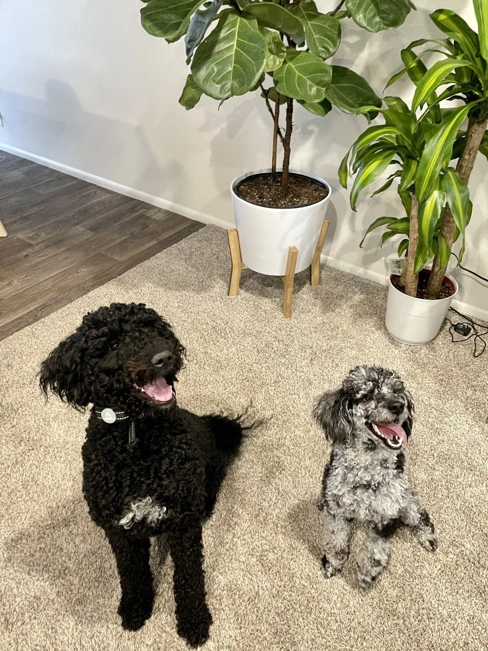 Nova & Archie- Mini Portidoodles — NOVAdoodles