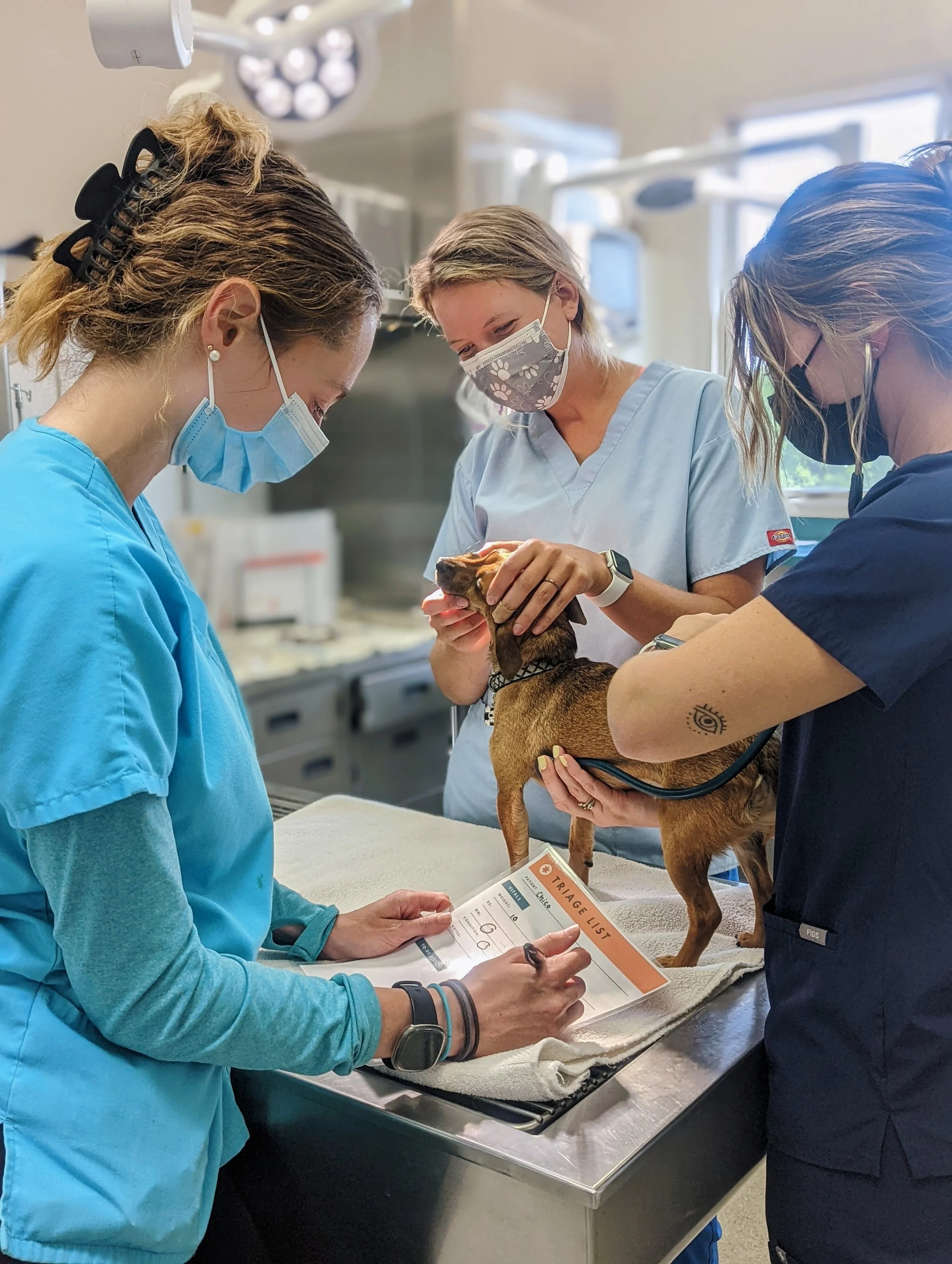 Laytonsville Veterinary Practice