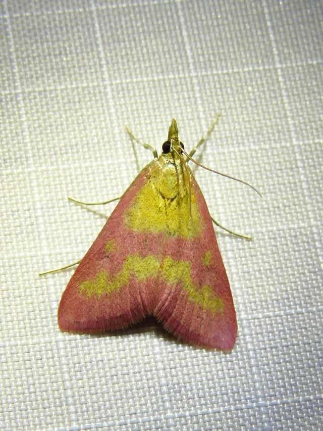 THE MAGICAL MOTHS OF TANDY HILLS PRAIRIE NOTES #164 AUGUST 1, 2020 ...