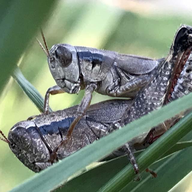 CREEPY CRITTERS OF TANDY HILLS PRAIRIE NOTES #178 OCTOBER 1, 2021 ...
